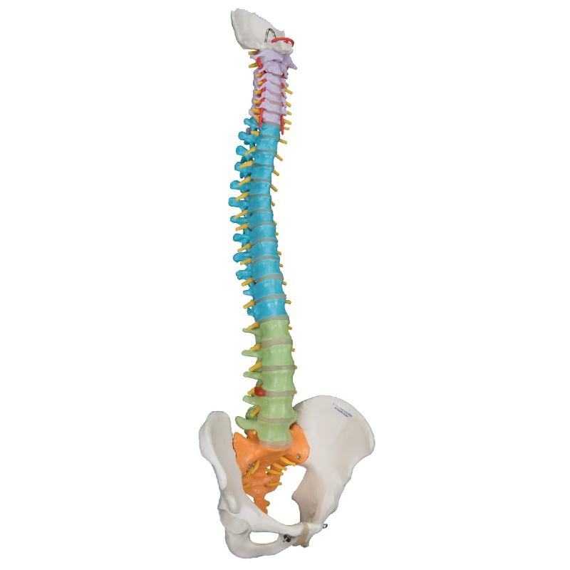 Didactic Flexible Spine Model A58/8 - MedicalSupplies.co.uk